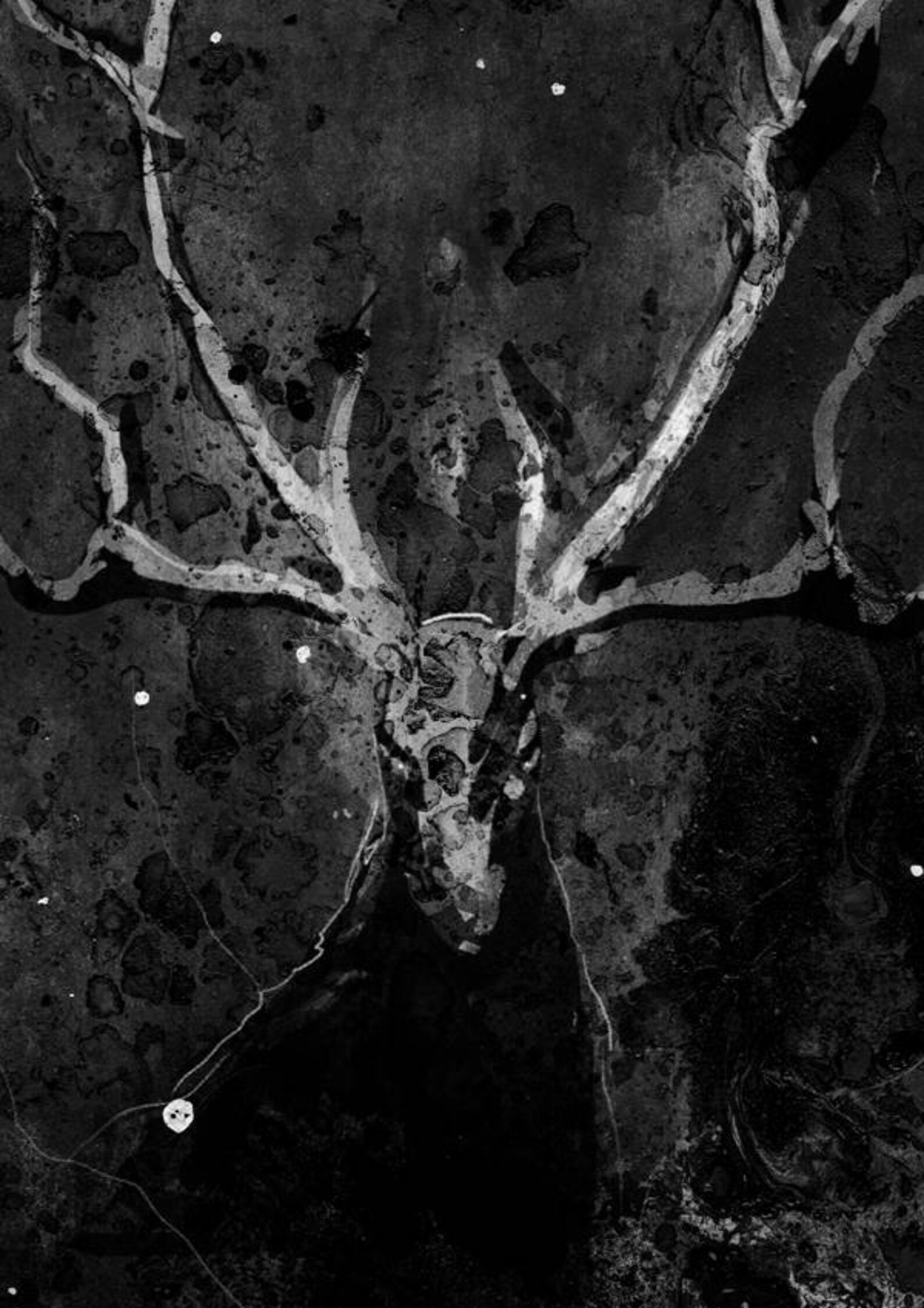 Buck, Buck Head, Animal Art Print, Deer Art, Black and White Animal Art ...