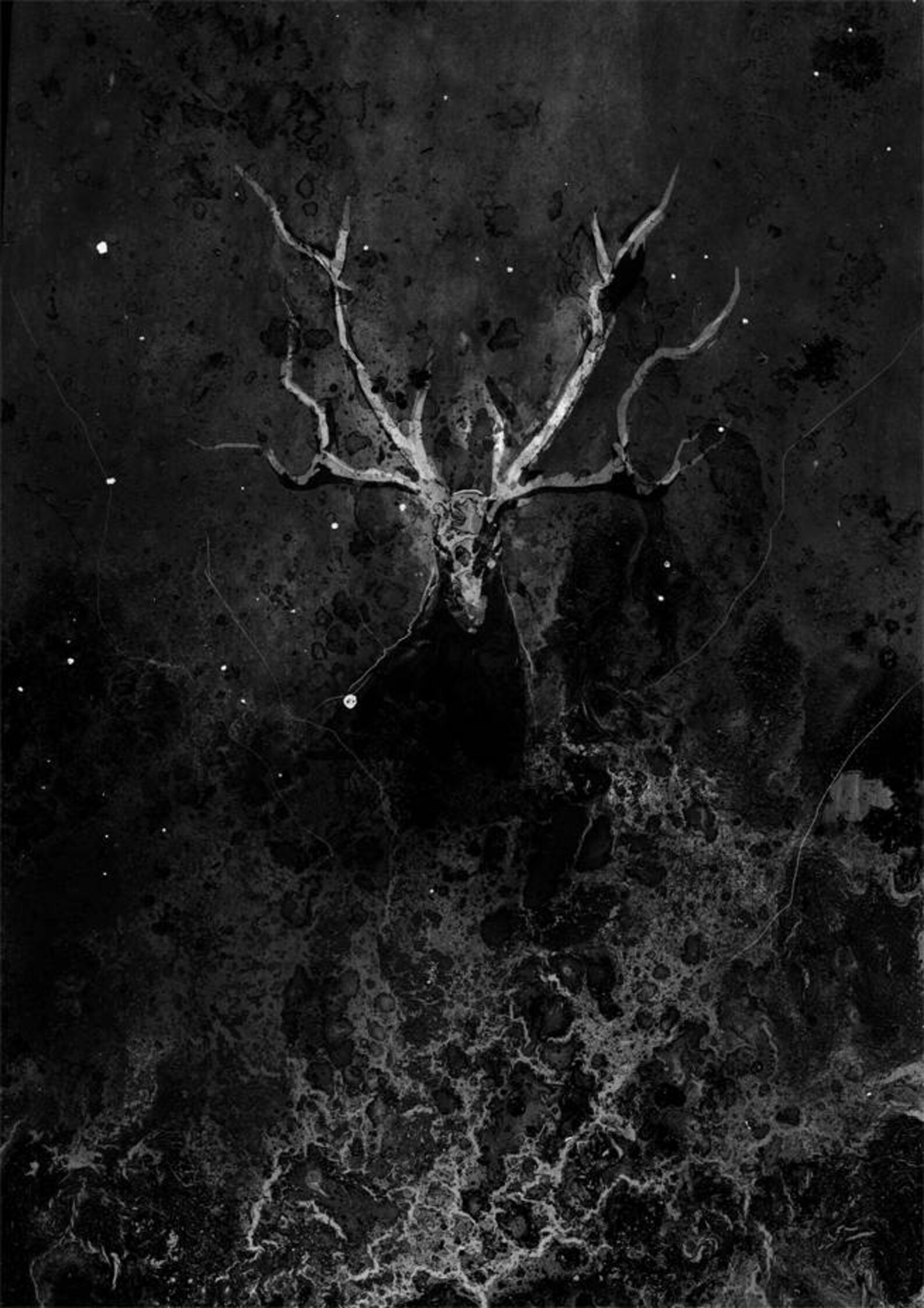 Buck, Buck Head, Animal Art Print, Deer Art, Black and White Animal Art ...