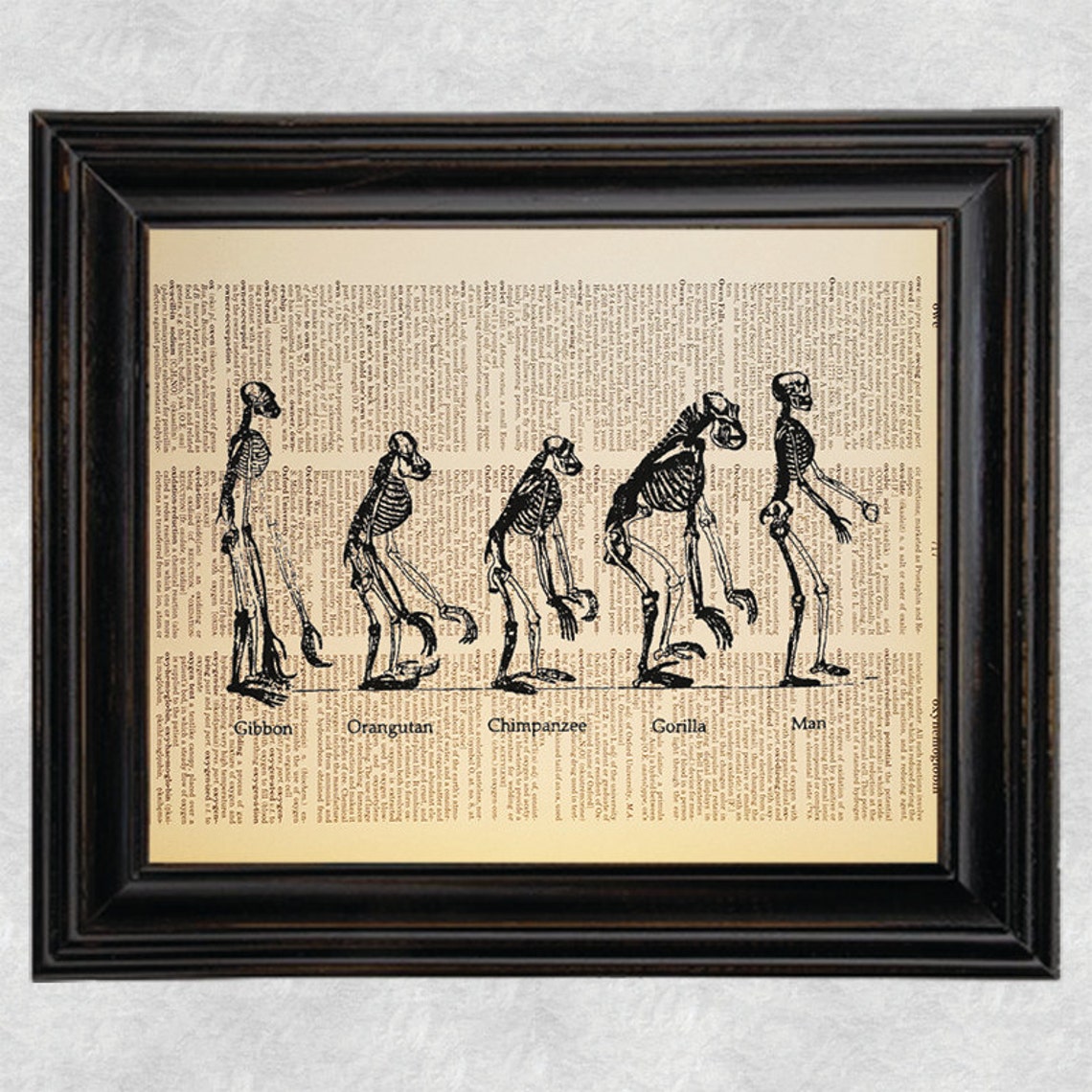 Evolution of Man Science Art Biology Anthropology - Etsy