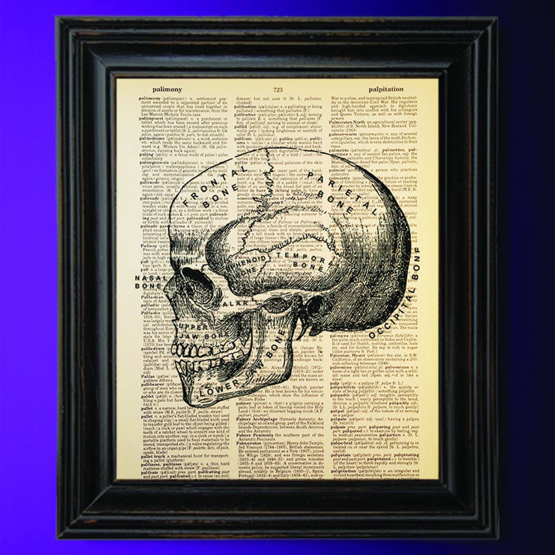 Skull Diagram Anatomy Decor Science Art Dictionary Art - Etsy