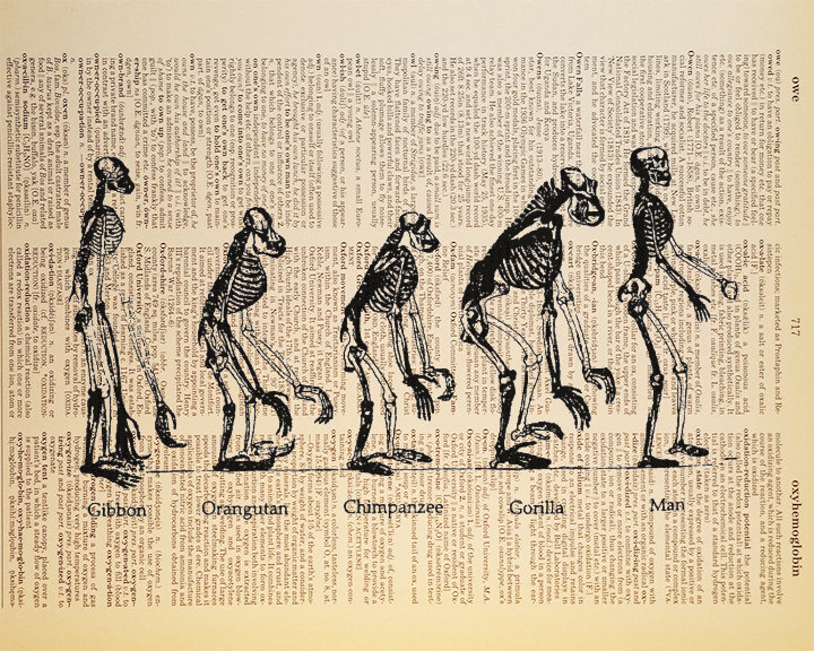 Evolution of Man Science Art Biology Anthropology - Etsy