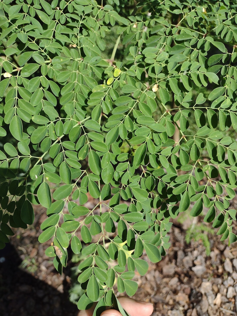 25 Organic Moringa Seeds, Grown in Florida USA Moringa Oleifera ...
