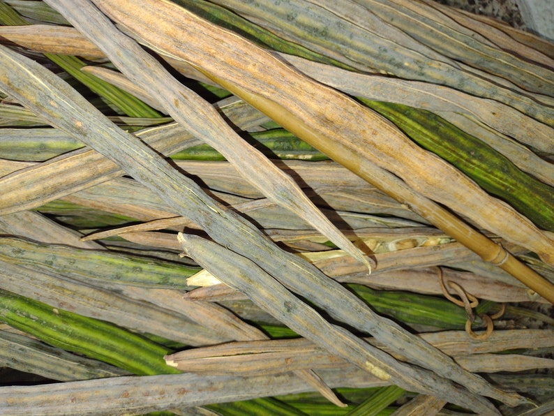 25 Organic Moringa Seeds, Grown in Florida USA Moringa Oleifera ...