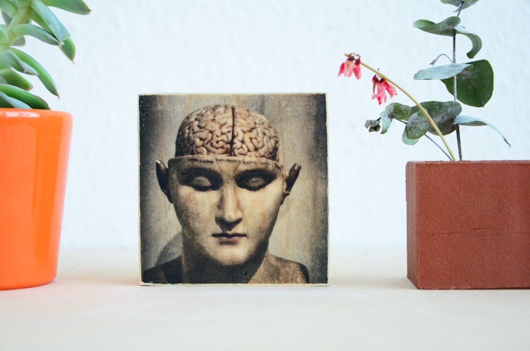 Anatomy Head • Photography Model With Opened Skull • Photo on Wood ...