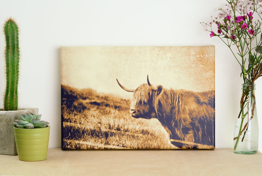 Canvas Highland Cattle Print Photography 30 X 20 Cm Art Photography ...