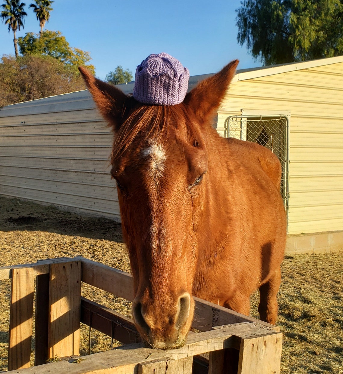 Whoopee Hat Crown Brim Beanie Jughead Cap Crochet Every Day Wear ...