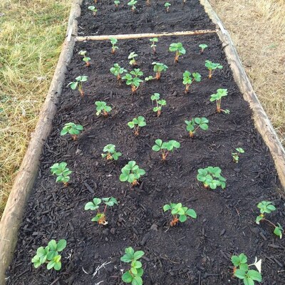 Golden-raspberry-plant-anne-non-gmo-buy-3-get-1 - Etsy