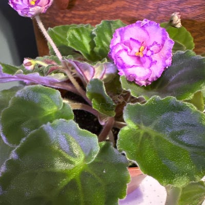 Actual Plant RARE Variegated Alocasia frydek Albo Mint Hybrid Sport ...