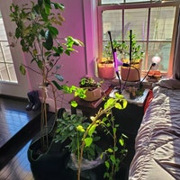 Codakia Orbicularis Aka Tiger Lucine Fossil / Fossilized Whole Bilvalve ...