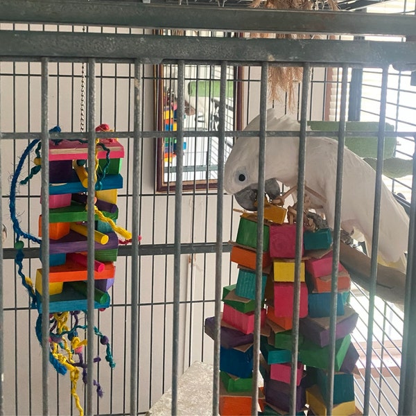 Parrot Toy Extra Large BIRDIE BOREDOM BUSTER Macaw African Grey ...