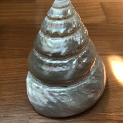 100% Authentic Seashell Shiny Polished Pearlized Pyramid Trochus Top ...