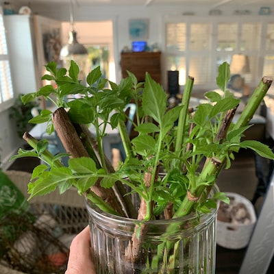 3 Cuttings Elderberry, Florida Native sambucus Canadensis - Etsy
