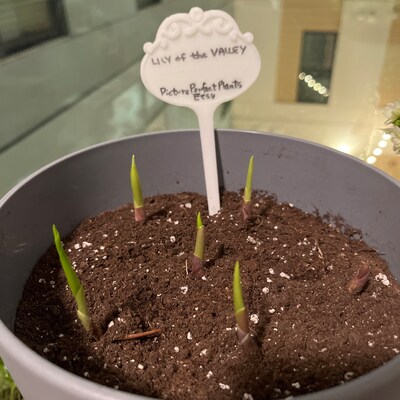 3/ Live BARE Root Hosta free Spirit Starter Plants. Lavender Blooms ...