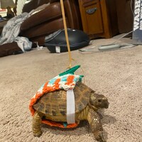 Teal, White and Orange Tortoise Diaper - Etsy