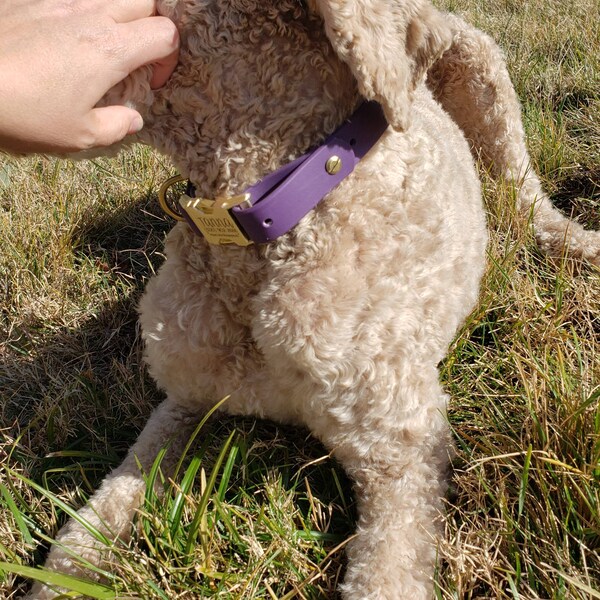 Waterproof Dog Collar W Engraved Zinc BUCKLE- Stinkproof, Dirt ...