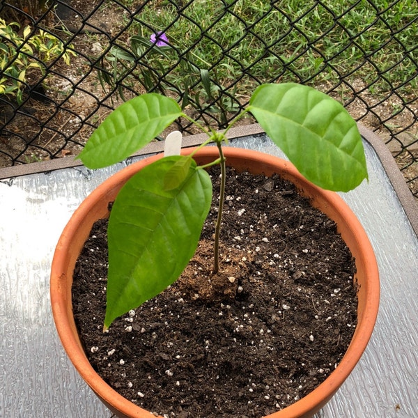 FORASTERO Theobroma Cacao Cocoa Chocolate Fruit Tropical Tree Potted ...