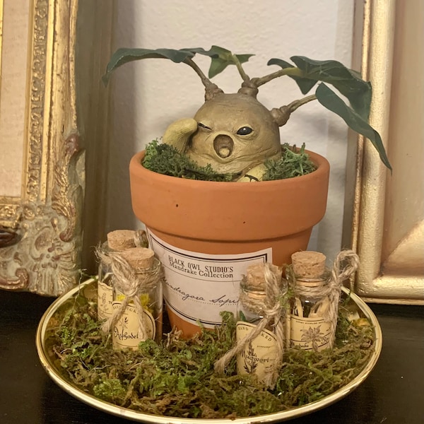 Mandrake With Pot - Hand Painted - Etsy