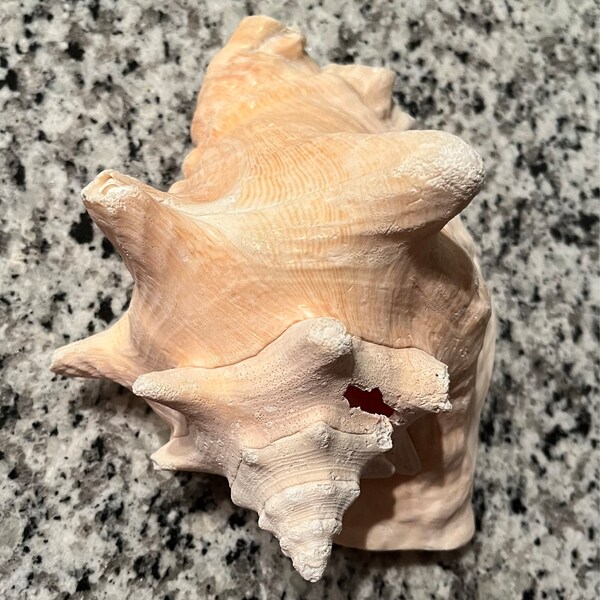 Bahamian Queen Conch Shell I Pink Conch Shell SLIT BACK I Large ...
