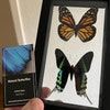 Real Framed Butterfly Morpho Sulkowski pearl Morpho Light Brown Frame ...