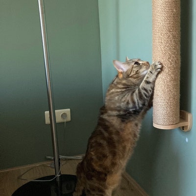 Wall Mounting Wood Feeder for Cats Small and Medium Dogs - Etsy