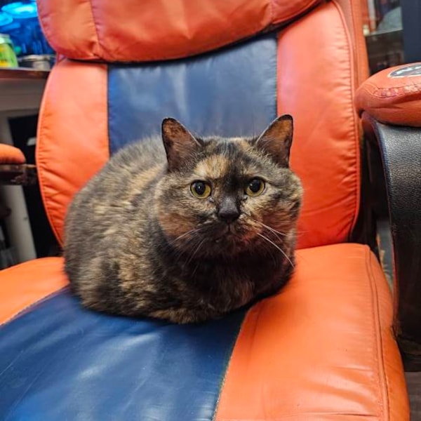 3x4 Inch Blue W White Stars US Navy Flag Sticker decal Car Jack Vinyl ...