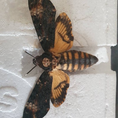 Papilio Machaon Yellow Swallowtail Malefemale Papered - Etsy