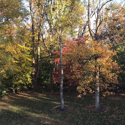 Pure Color Silk Light Gold Fabric Stretch Silk Satin Designer Fabric by ...