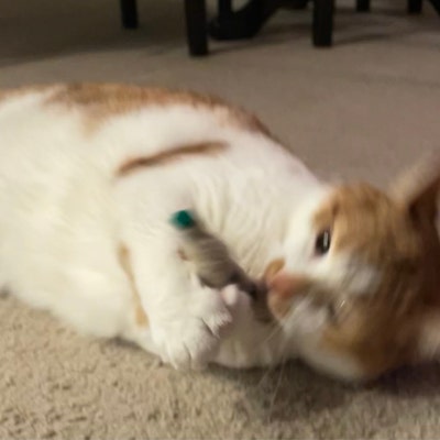 Cat Toys Felt Catnip Joints Set of 3 Available in Catnip, Lemongrass ...