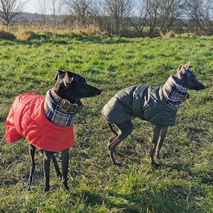 Italian Greyhound Quilted Waterproof Winter Coats,cirneco Dell'etna ...