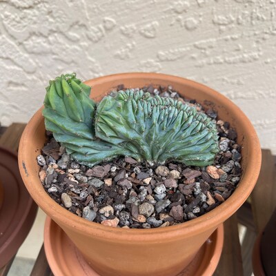 Blue Candle Crested Cactus 4 Inch Blue Myrtle Crested Cactus ...