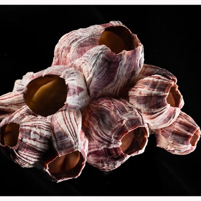 Argonaut Shell Paper Nautilus Natural Cleaned Sea Shell Rare - Etsy