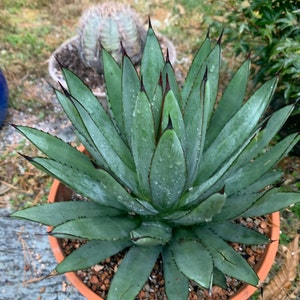 Agave 'Blue Emperor' – DesertScapeSucculent