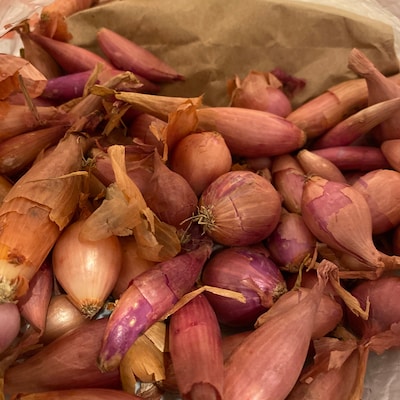 Red Long of Florence Onion Seed Beautiful Tasty Sweet Grown in USA ...