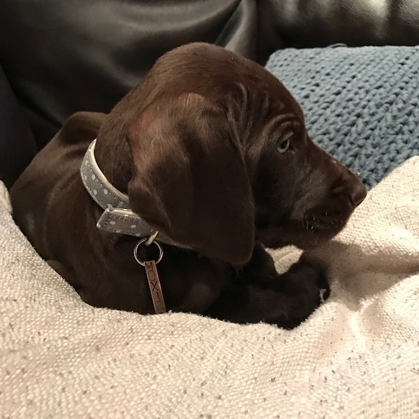 Pet ID Tag-aluminum Bar Dog Tag-copper Bar Hand Stamped Tag ...