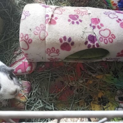 Large Fleece Coffin Bed, Drac Inspired Design, Halloween Pet Bed, Cat ...