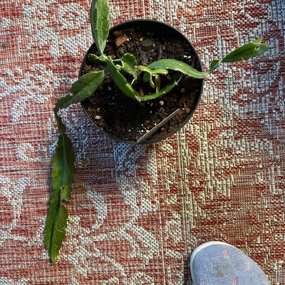 Aloe white Fox Succulent Low Maintenance Plant - Etsy