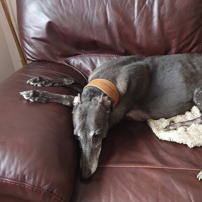 Tan Personalised Leather Dog Collar Whippet, Greyhound Collar ...