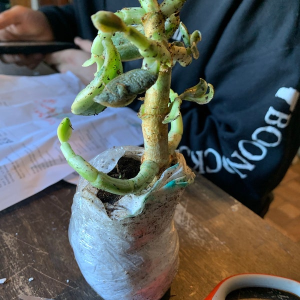 Bougainvillea 'raspberry Ice' Plant Cutting- Raspberry Ice ...