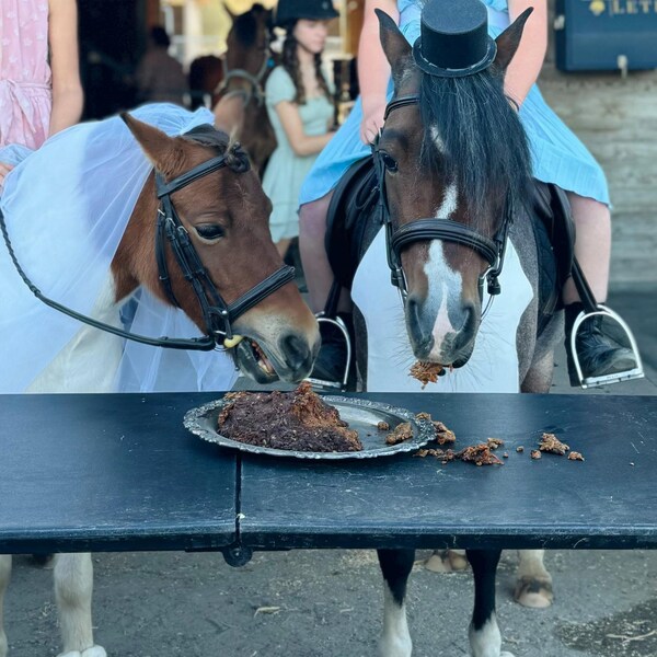 Anatomical Working Hunter Leather Bridle Cavesson Padded Cutaway ...