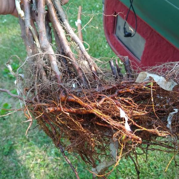 3 Raspberry Plants "heritage" Everbearing, Red(3 Large, 1 Year Old ...