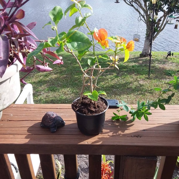 TWO Orange Bougainvillea Plants in One Pot, 3.5" Pot, Orange Flowers ...
