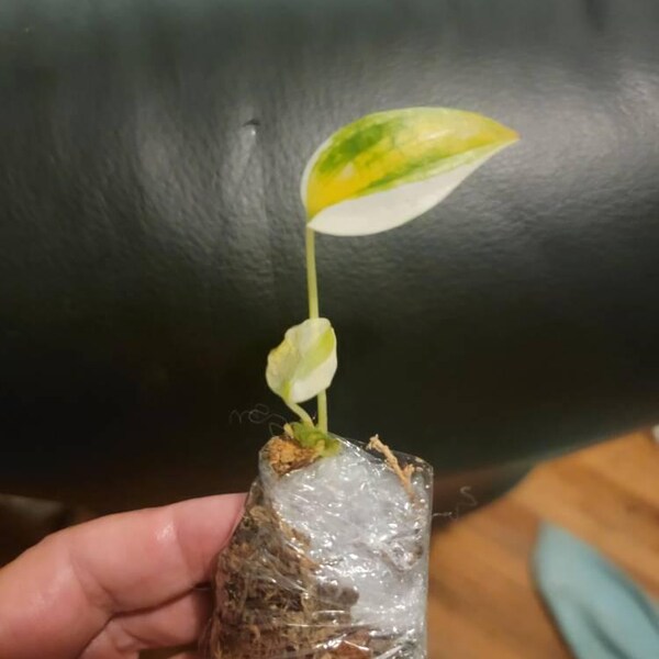 Anthurium Zara X Michelle Doc Block Hybrid - Etsy