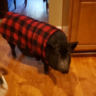Fleece Strap Sweater Double Layer Pig Coat With Leash Hole Mini Pig ...