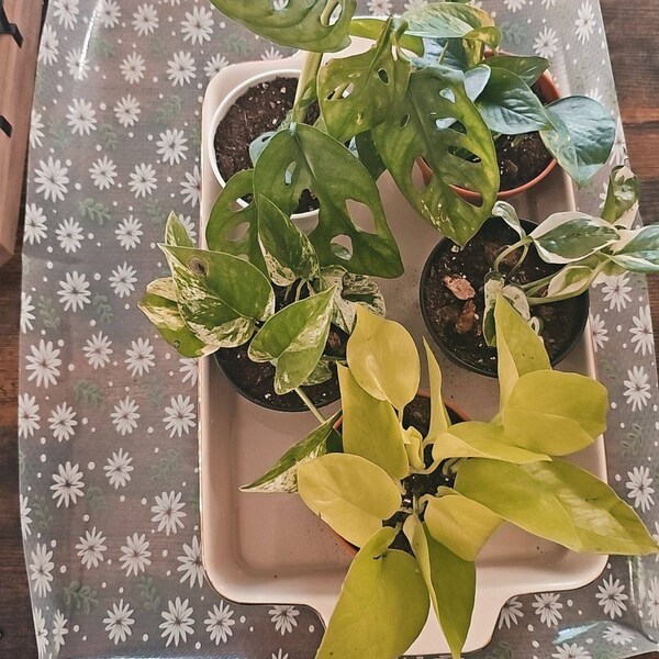 Large Plant Potting Mat | Repotting Mat | Indoor Gardening Tarp | Plant ...