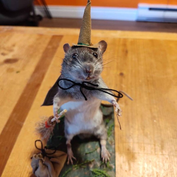 Merv the Cat Vinyl Sticker 2-pack / Mervthecat / Cat Sticker / Funny ...