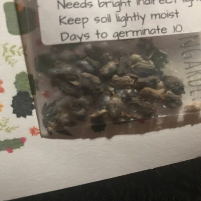 Yellow Elder Seeds Tecoma Stans 30 - Etsy