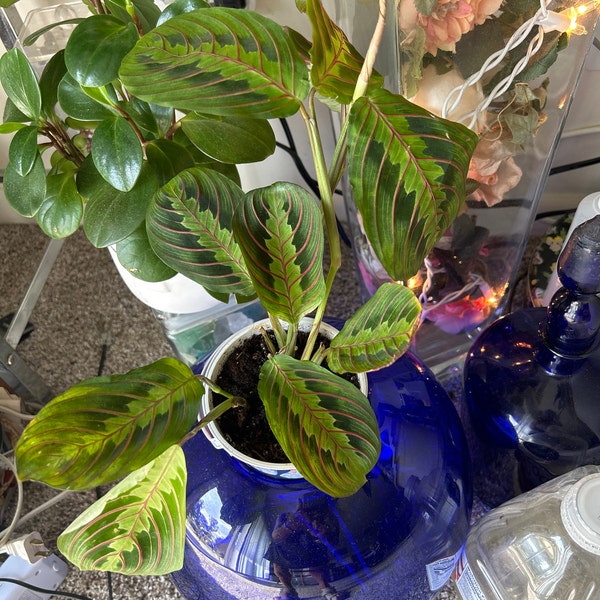 Red Maranta, Prayer Plant, 4inch Pot, Hopewind Plants Shop - Etsy
