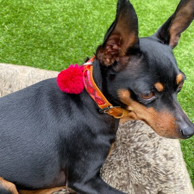 LARGE Baja Dog Poncho Mexican Dog Hoodie Dog Clothes Dog - Etsy