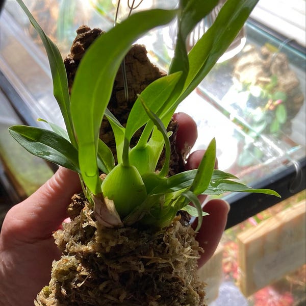 Oncidium Twinkle 'fantasy' Miniature Orchid, Shipped in 2.5" Pot - Etsy