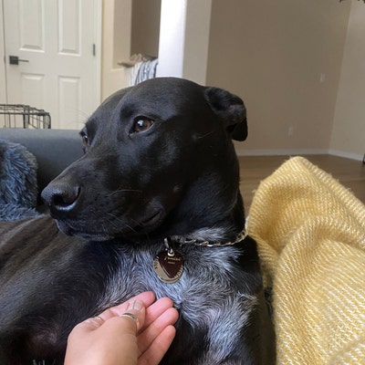 Loki's Ship Pet ID Tag - Etsy